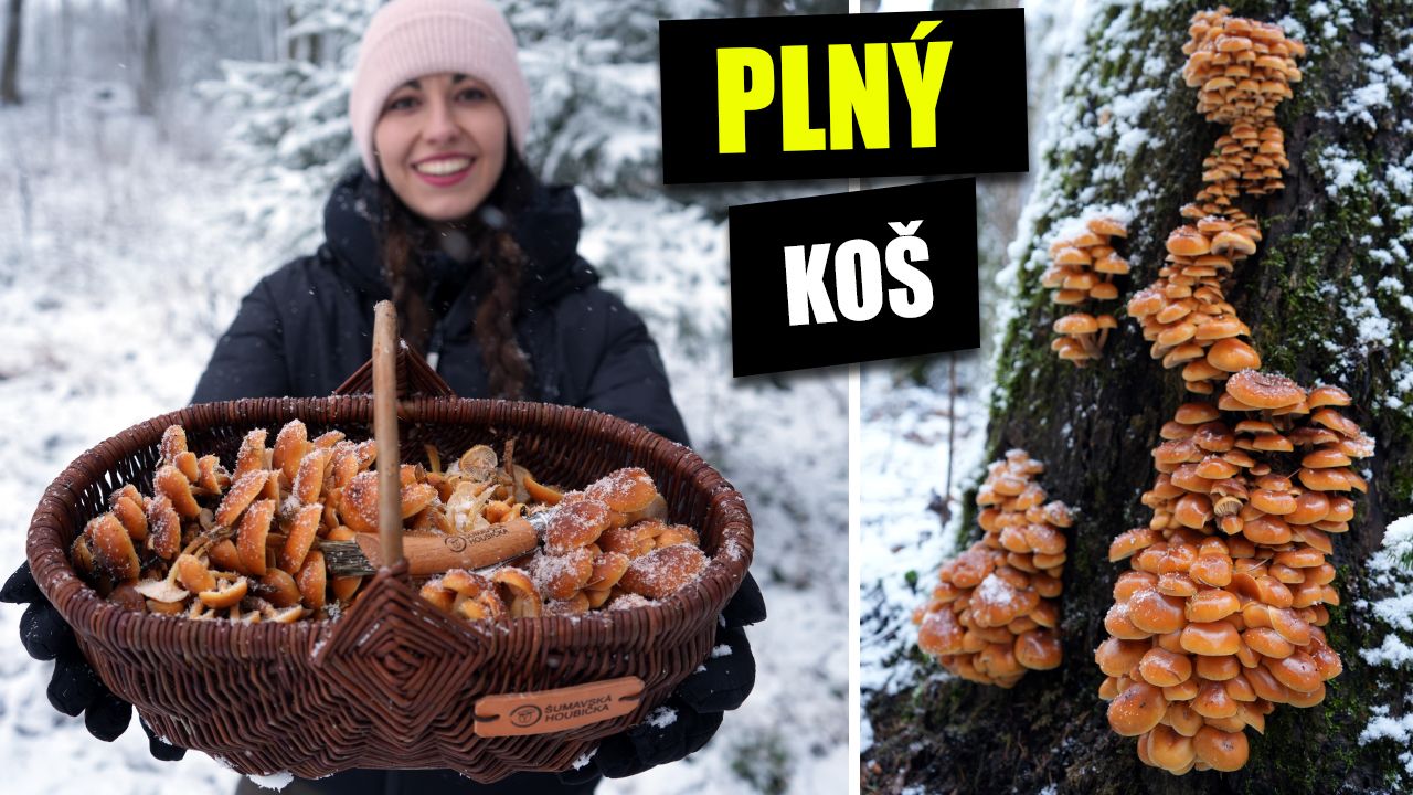 Hledám ve sněhu jedlé houby - Penízovka sametonohá | Stream